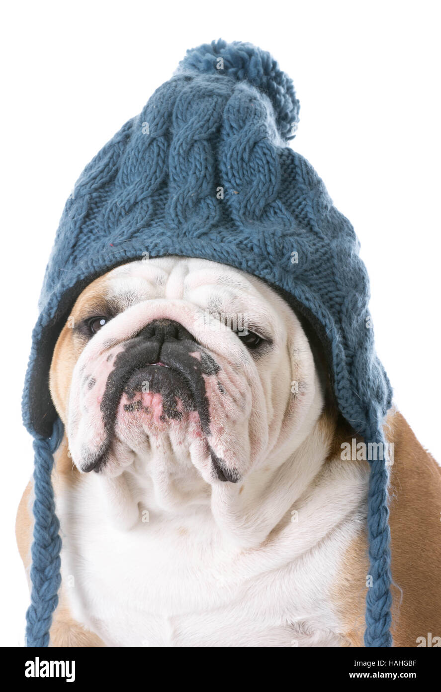 english bulldog wearing a winter wool hat isolated on white background ...