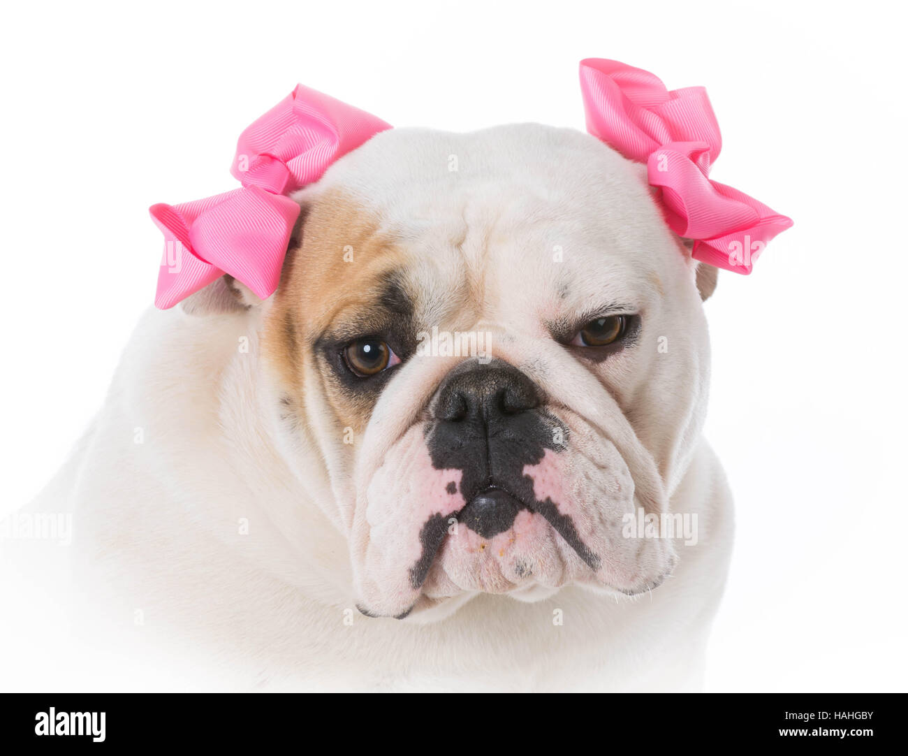 female english bulldog portrait on white background Stock Photo - Alamy