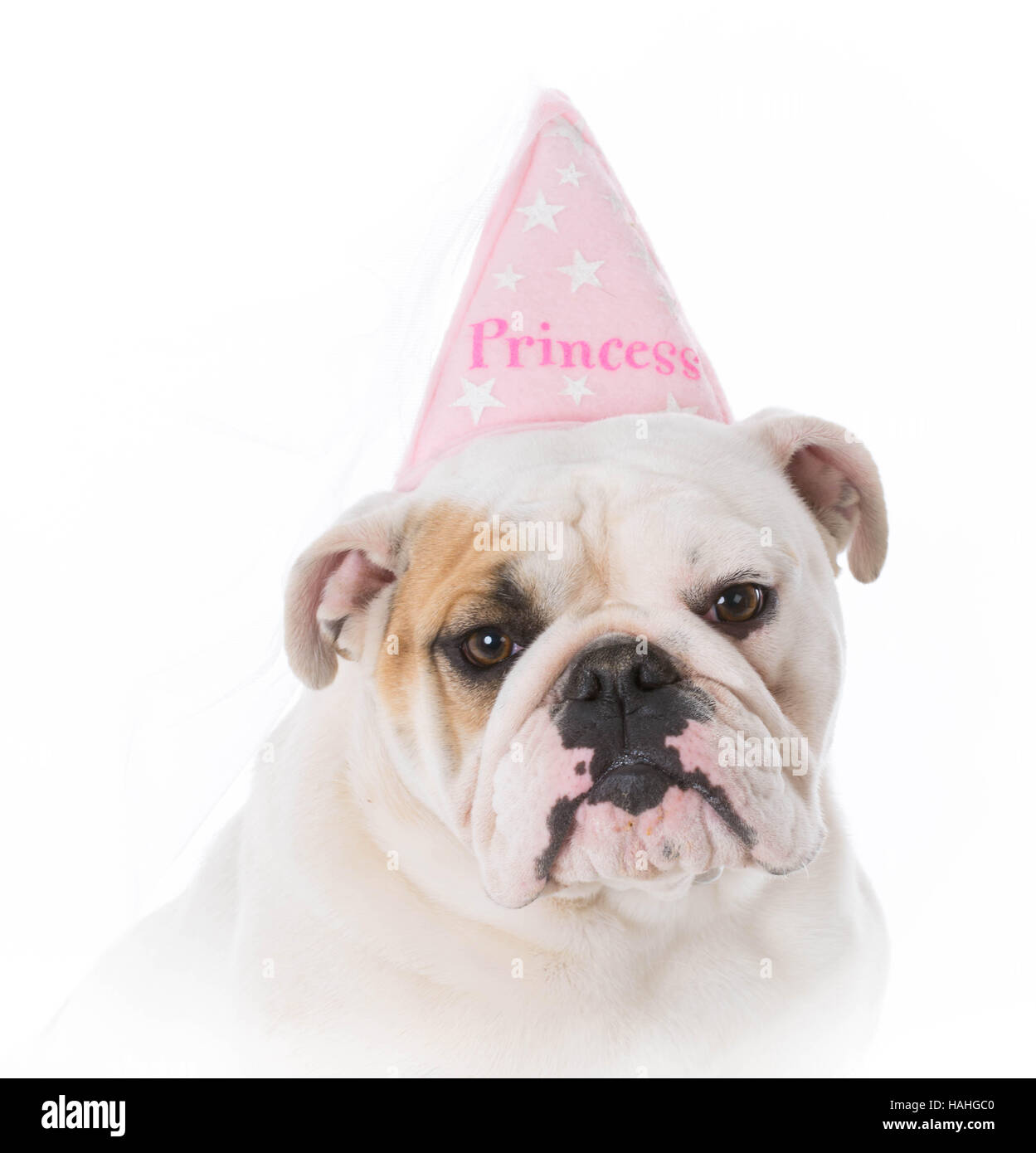 spoiled english bulldog wearing princess hat on white background Stock ...