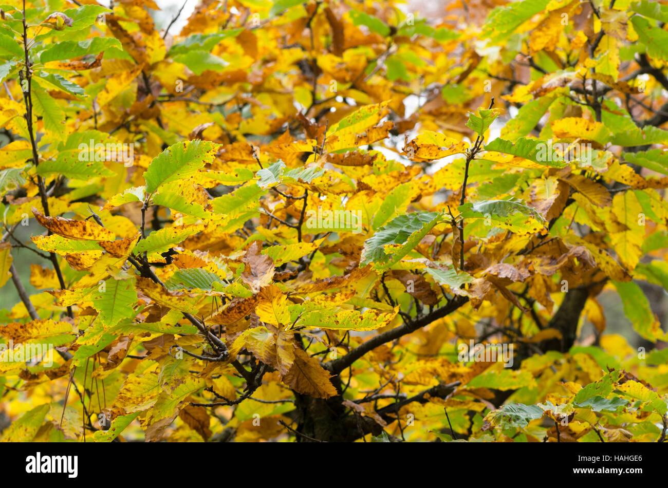 Pattern of Chestnut leaves Stock Photo - Alamy