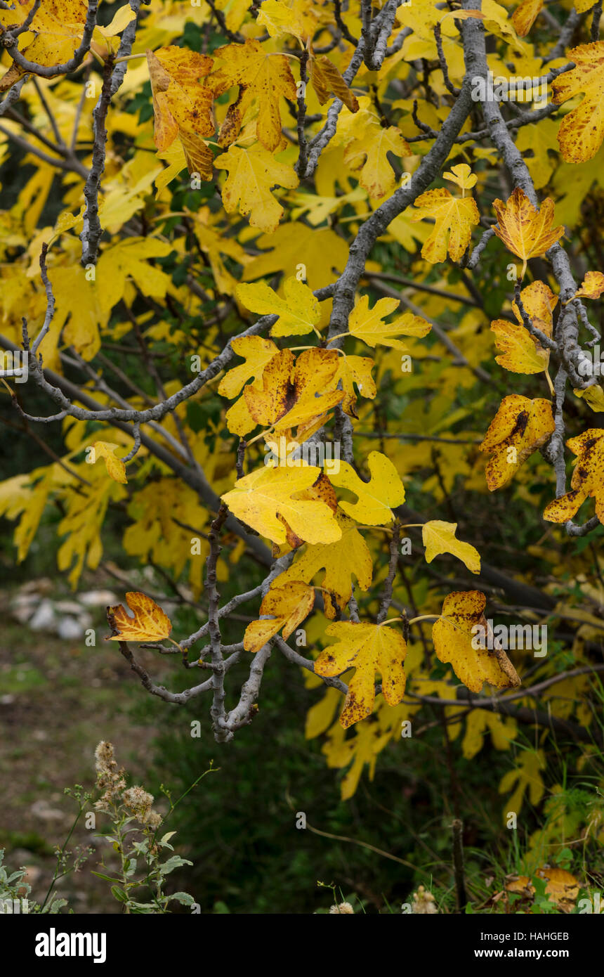 Pattern of Fig tree leaves (Ficus carica) in autumn, Spain Stock Photo ...
