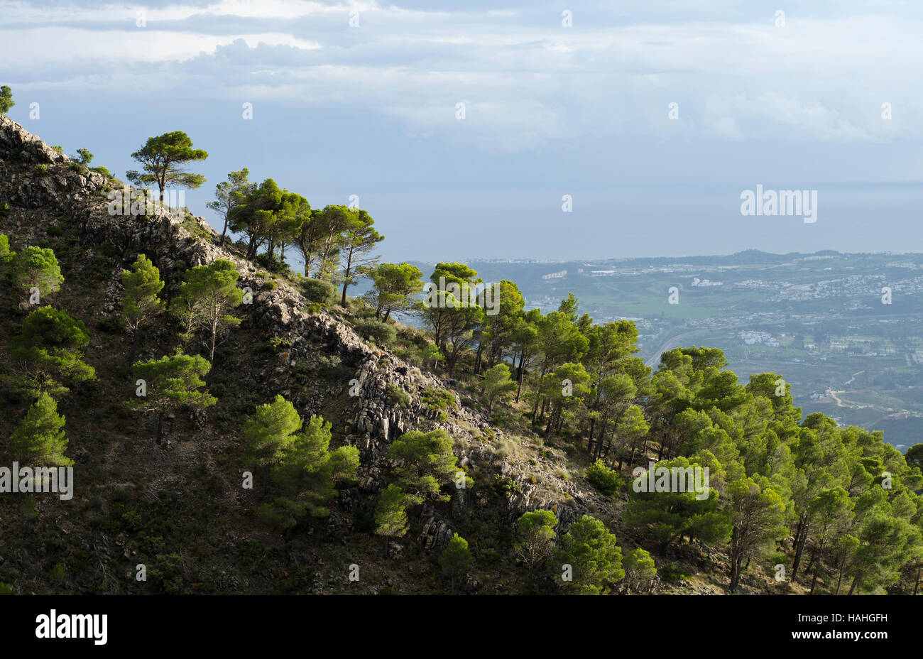 Pine sol hi-res stock photography and images - Alamy
