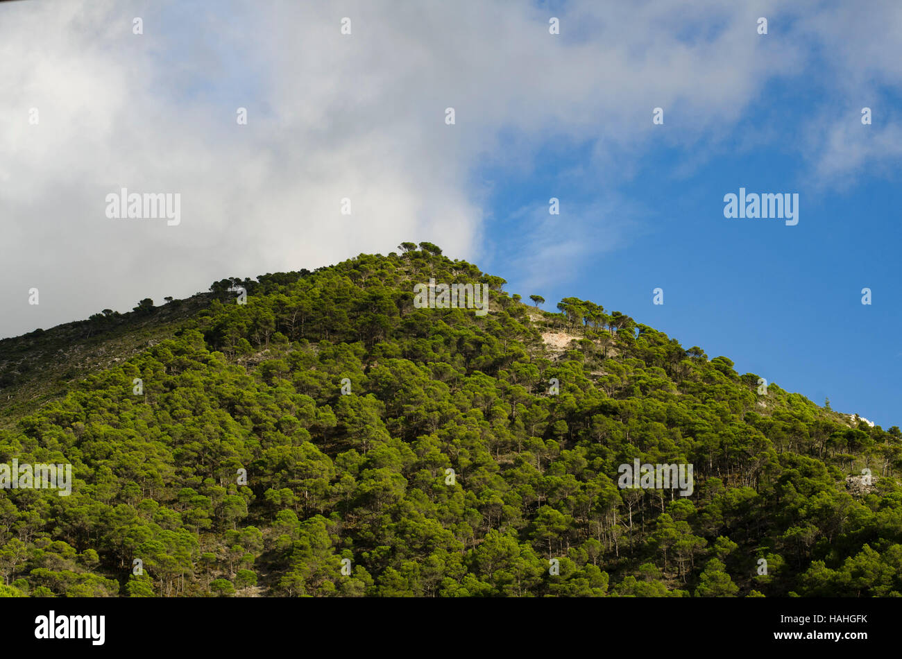 Pine sol hi-res stock photography and images - Alamy