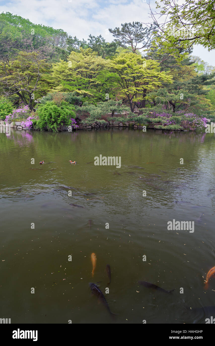 A few birds and a lot of fish at the Chundangji pond - the rear garden ...