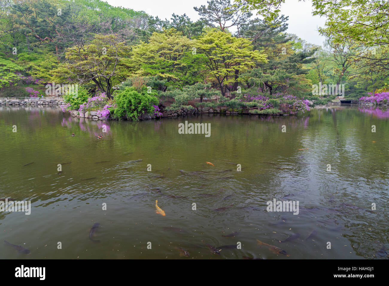 A lot of fish at the Chundangji pond - the rear garden of ...