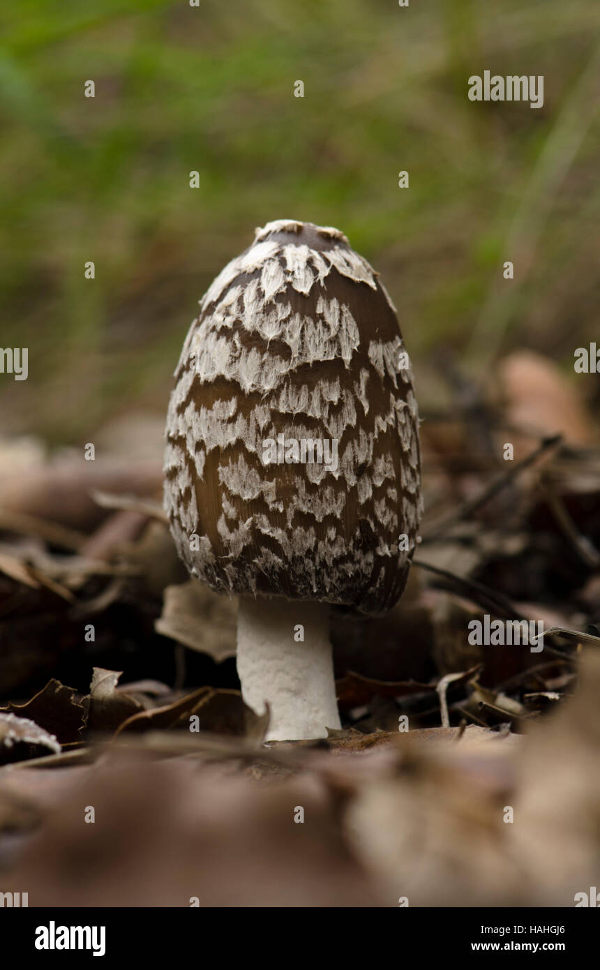 Magpie mushroom hi-res stock photography and images - Alamy
