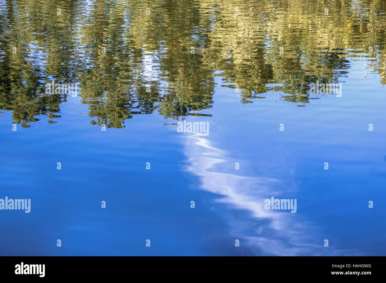 Abstract trees reflection on calm water surface, scenic forest view ...