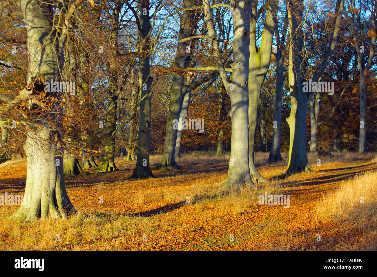 Late autumn woodland around the lake at Holkham Park Norfolk Stock ...