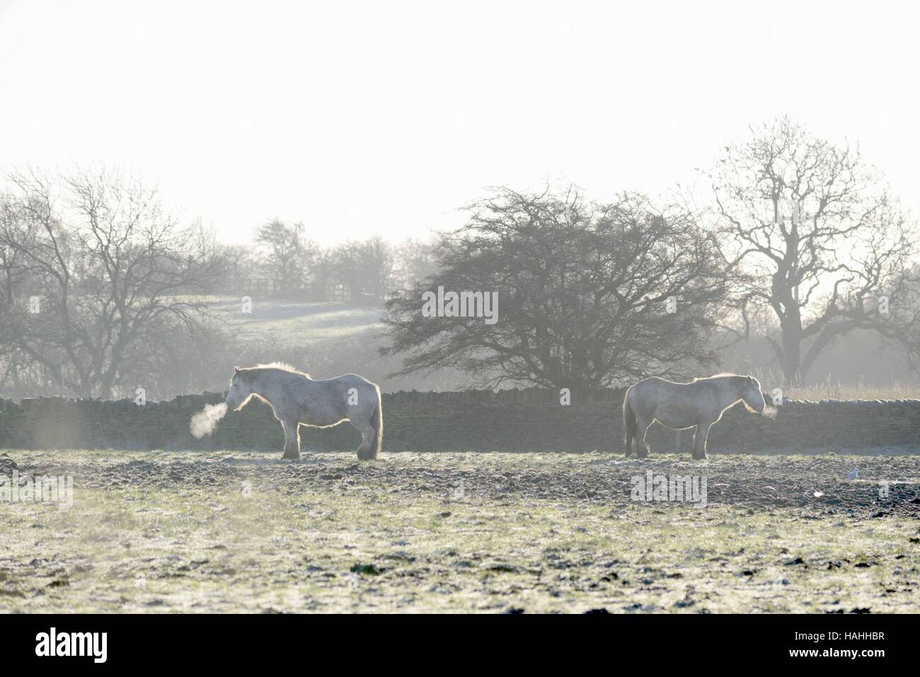 Horses breathing out steam in a cold field Stock Photo - Alamy