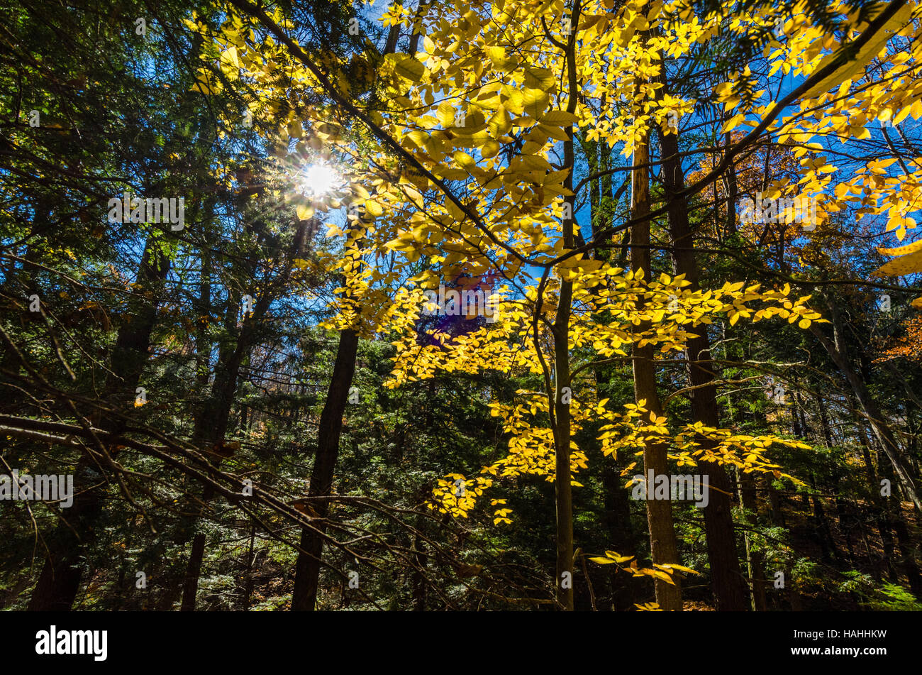 Sun peeking through leaves hi-res stock photography and images - Alamy