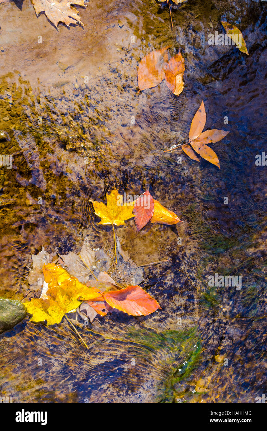 Autumn leaves floating on water Stock Photo - Alamy
