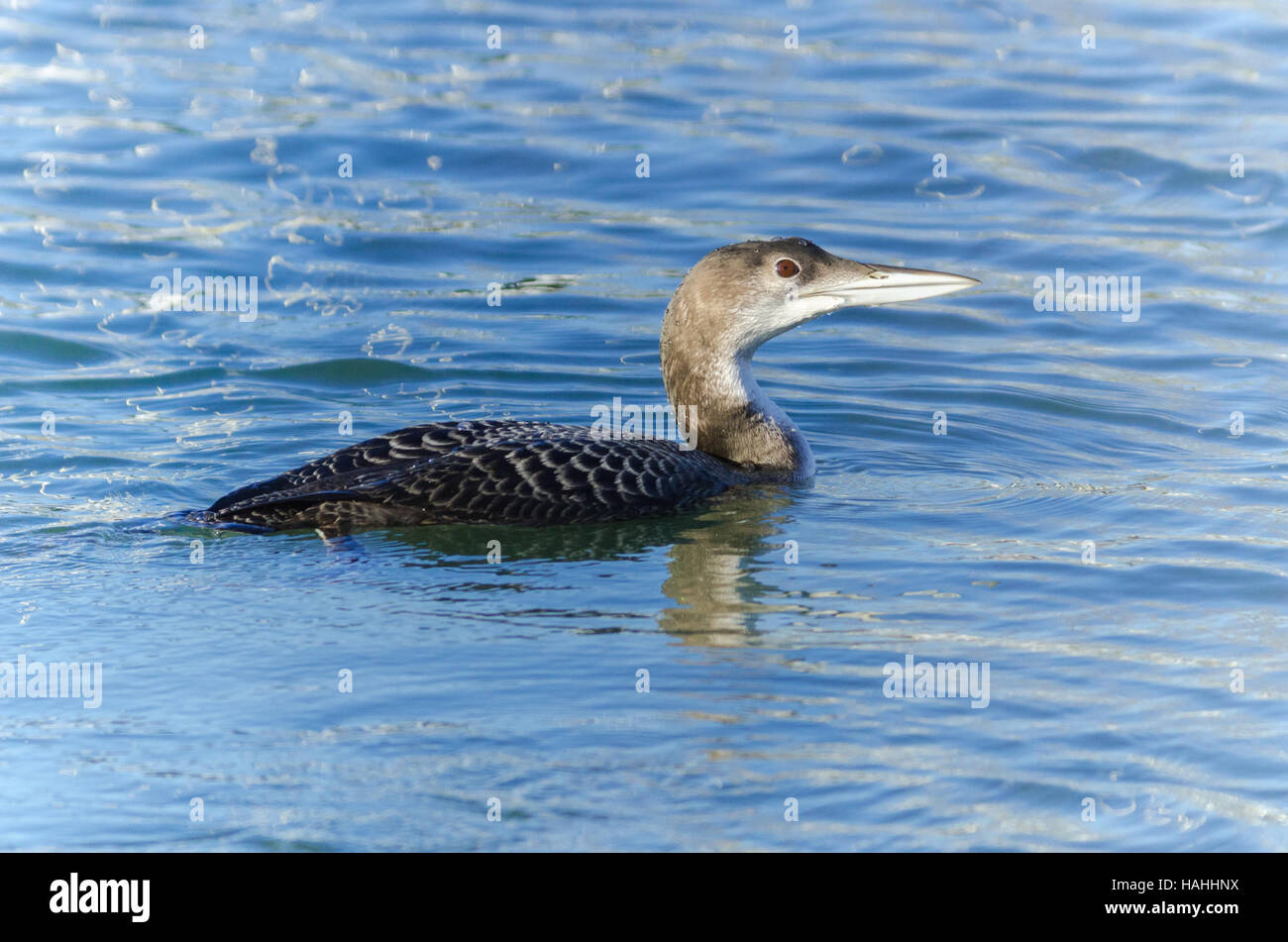 Common loon in winter plumage hi-res stock photography and images - Alamy
