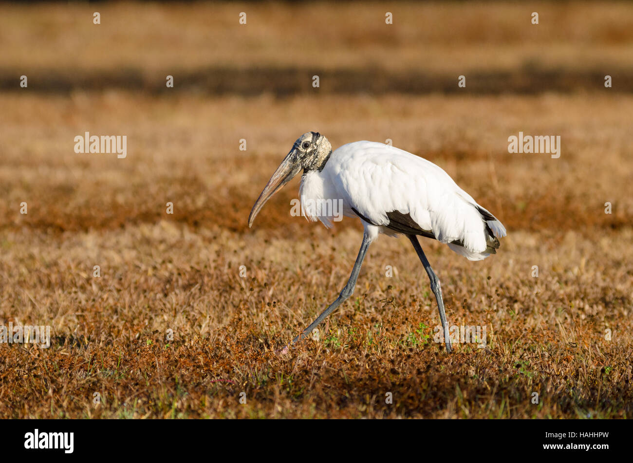 Ground walking bird hi-res stock photography and images - Alamy