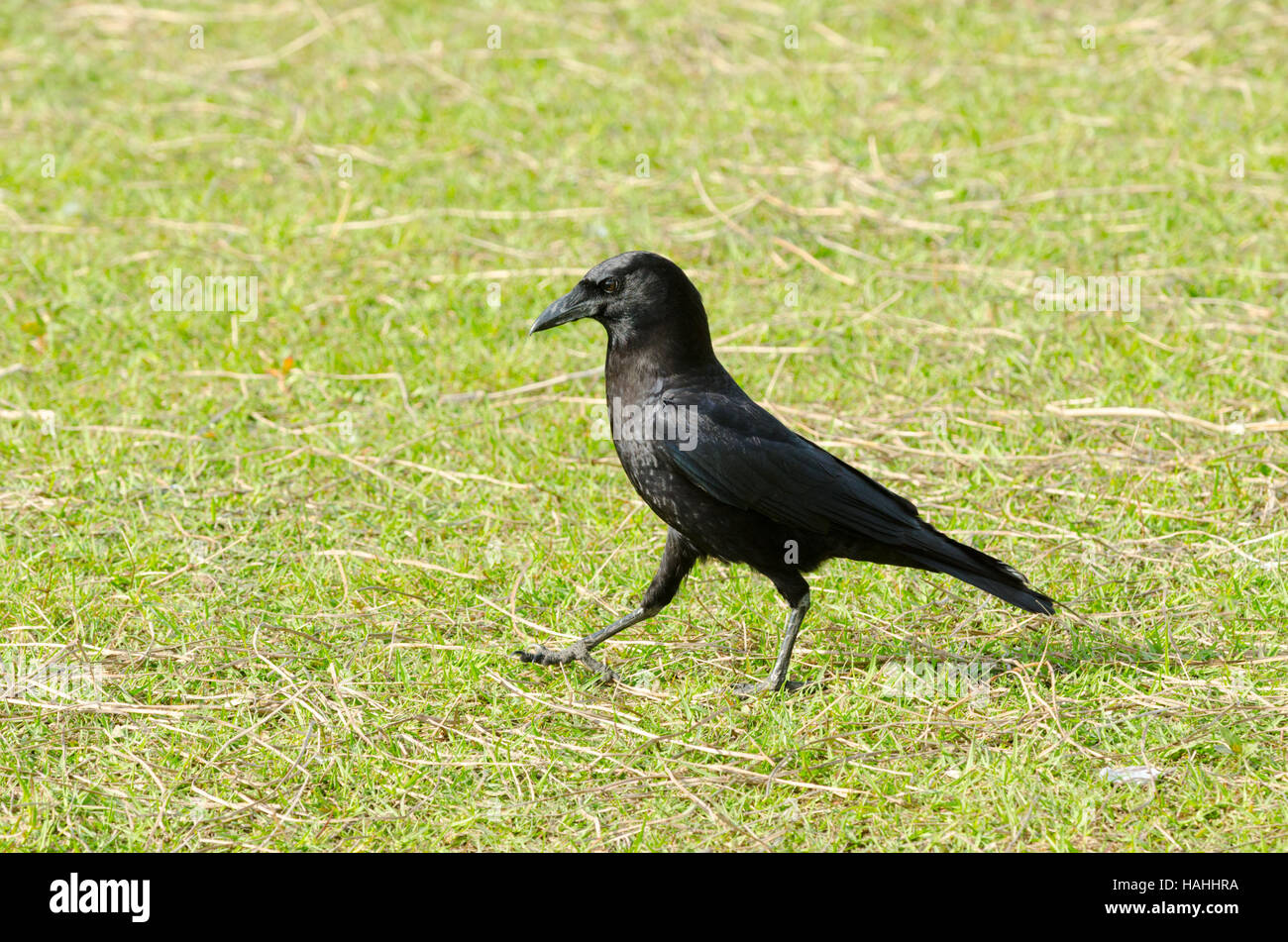 American Crow walking on ground Stock Photo - Alamy