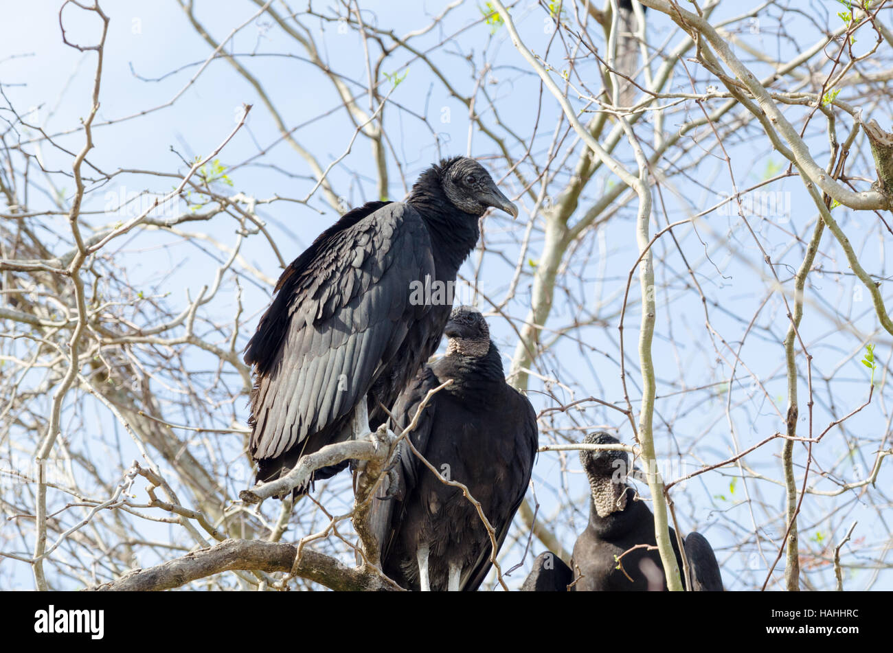 Black Vultures perched in tree waiting Stock Photo - Alamy
