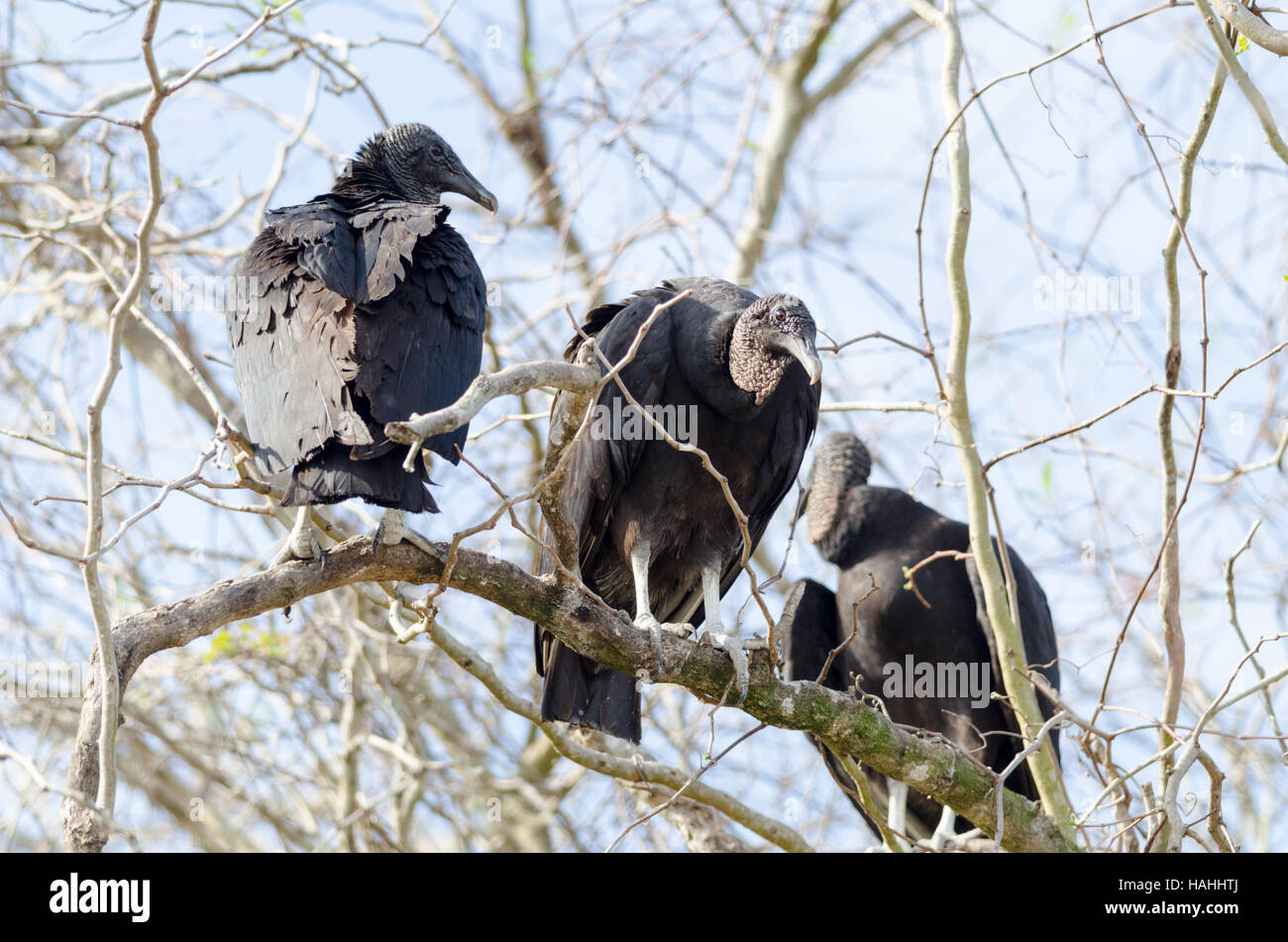 Black Vultures perched in tree waiting Stock Photo - Alamy