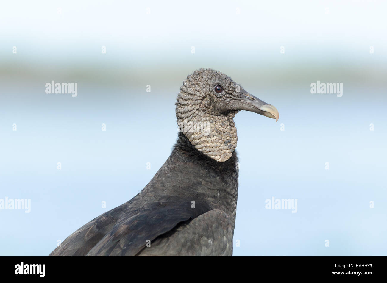 Headshot of a Black Vulture Stock Photo - Alamy