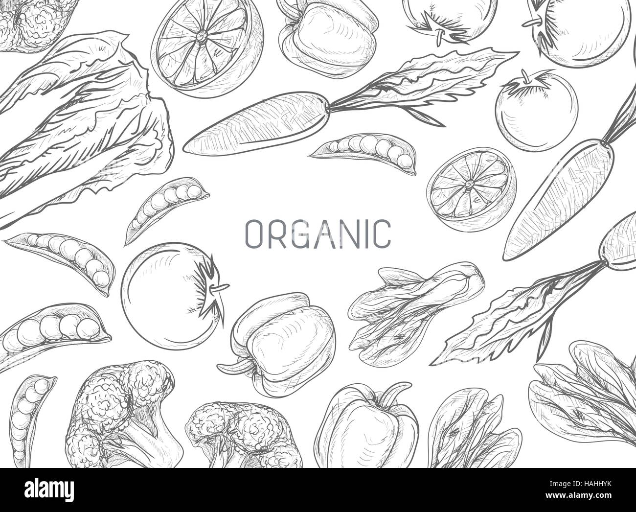 Healthy Vegetables Frame. Linear graphic. Vector illustration Stock ...