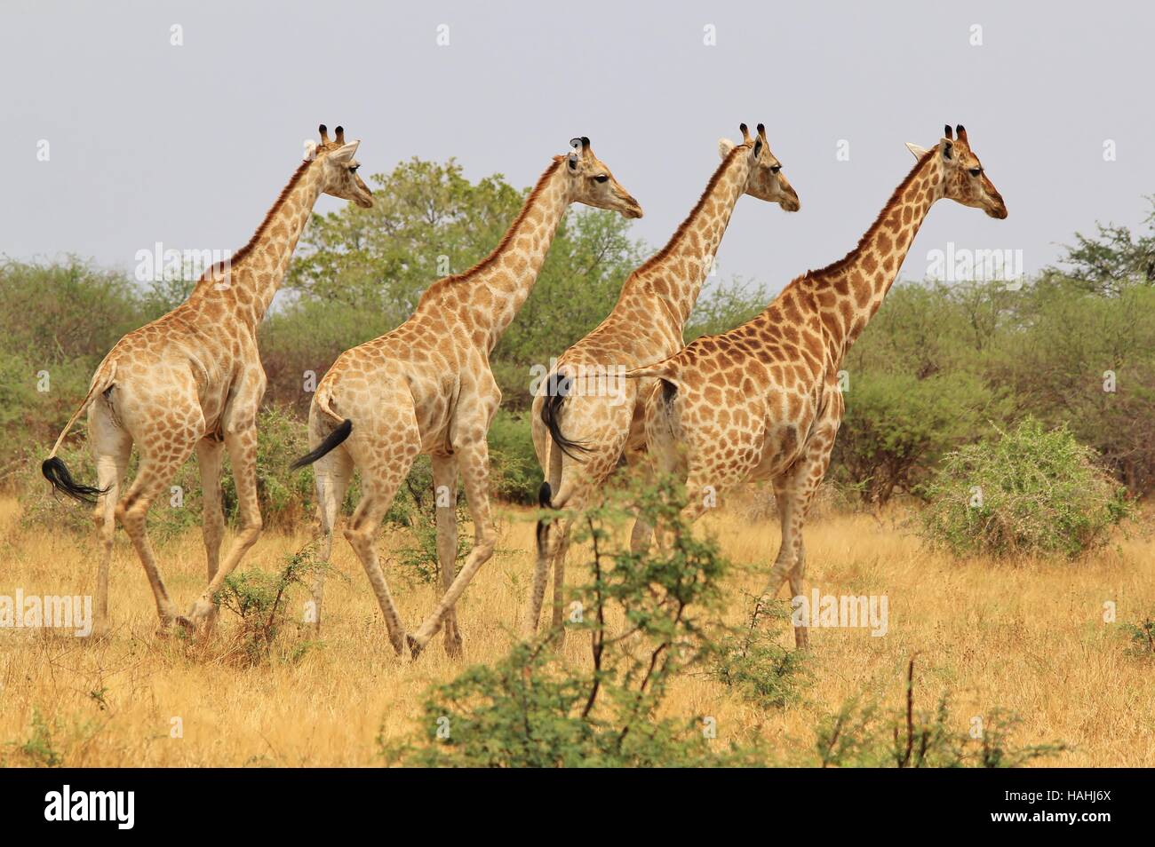 Giraffe - African Wildlife Background - Herd of Symmetry Stock Photo ...