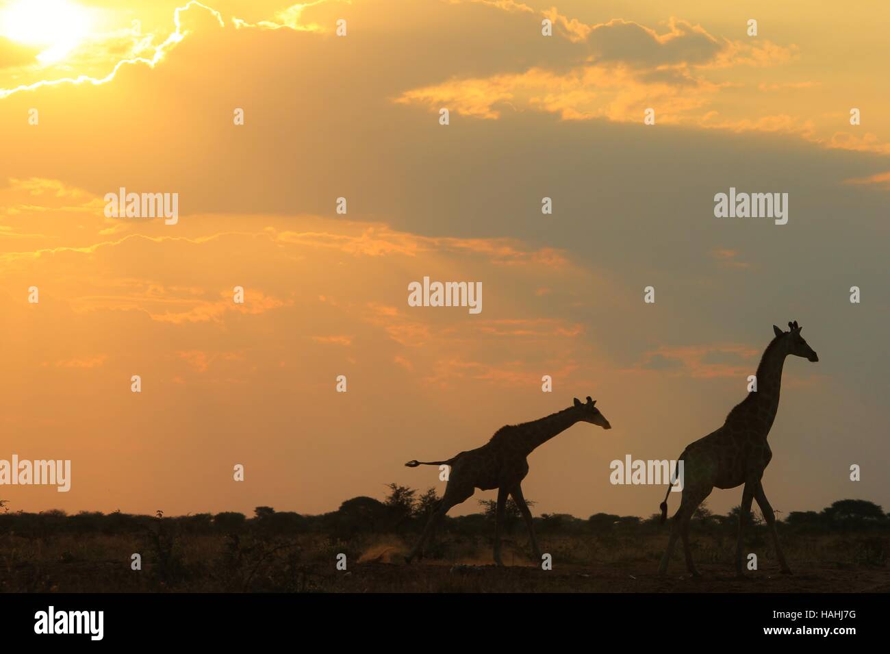 Giraffe Silhouette - African Wildlife Background - Gallop of Color and ...