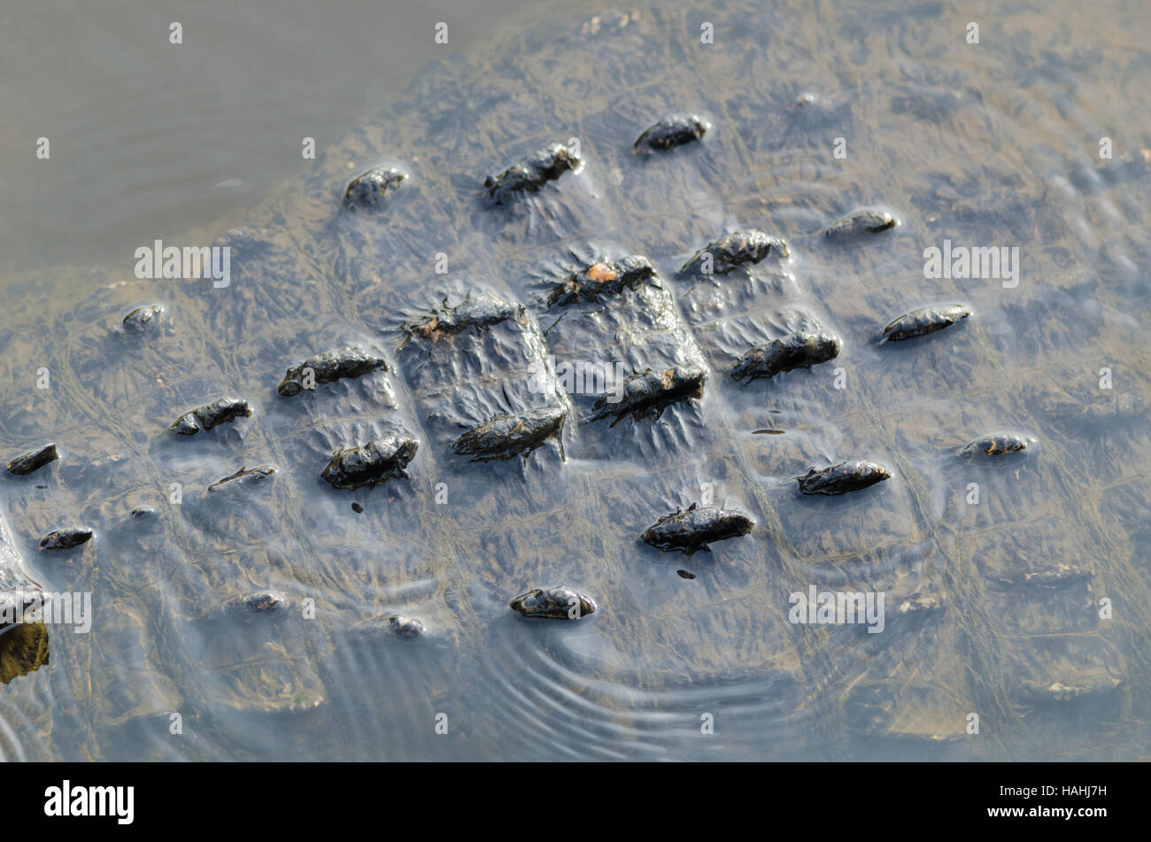 Aligator mississippiensis hi-res stock photography and images - Alamy