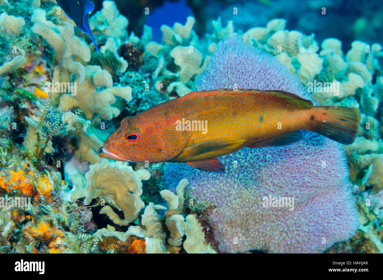 Coney fish caribbean hi-res stock photography and images - Alamy