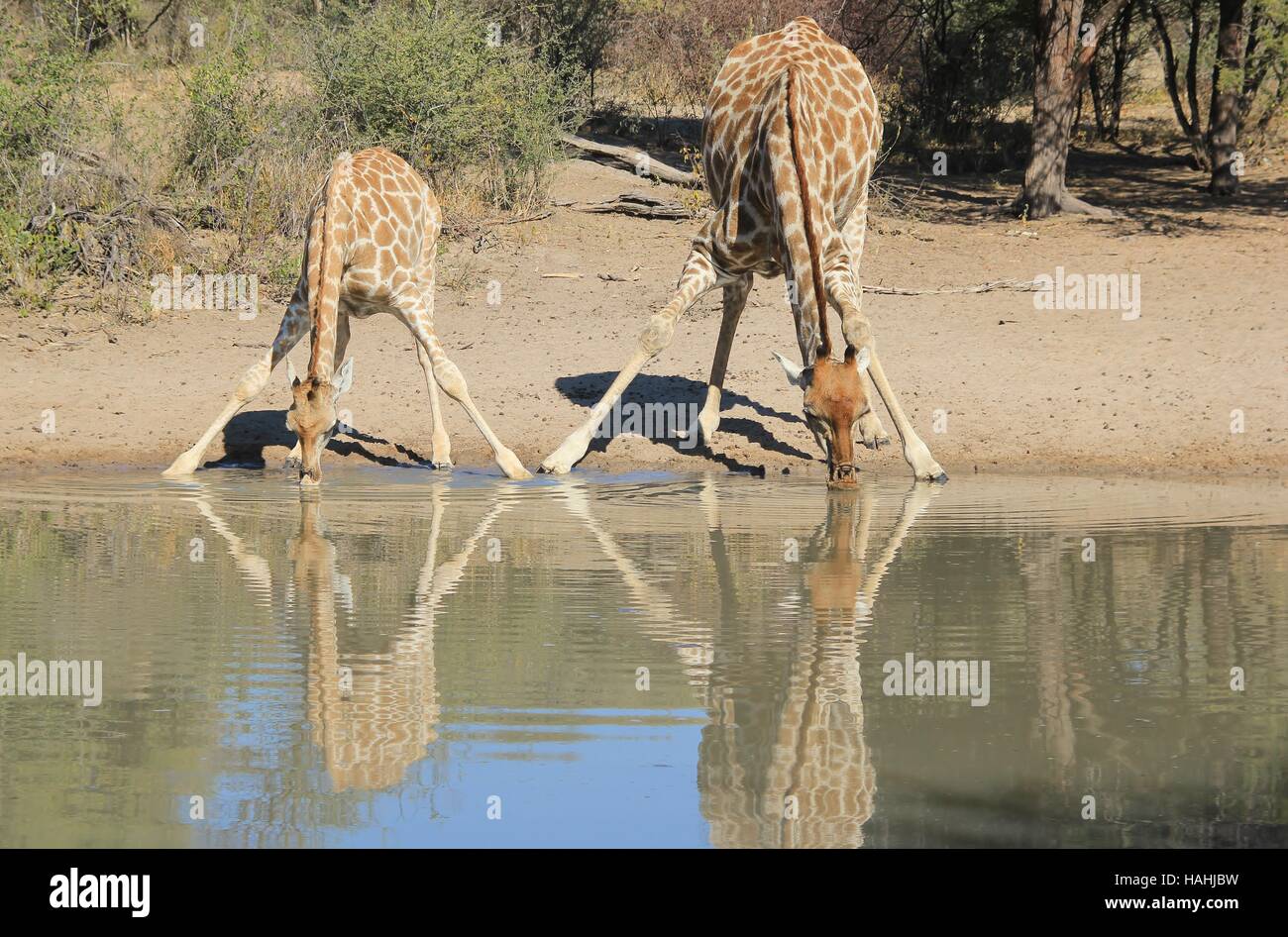 Baby giraffe splits hi-res stock photography and images - Alamy