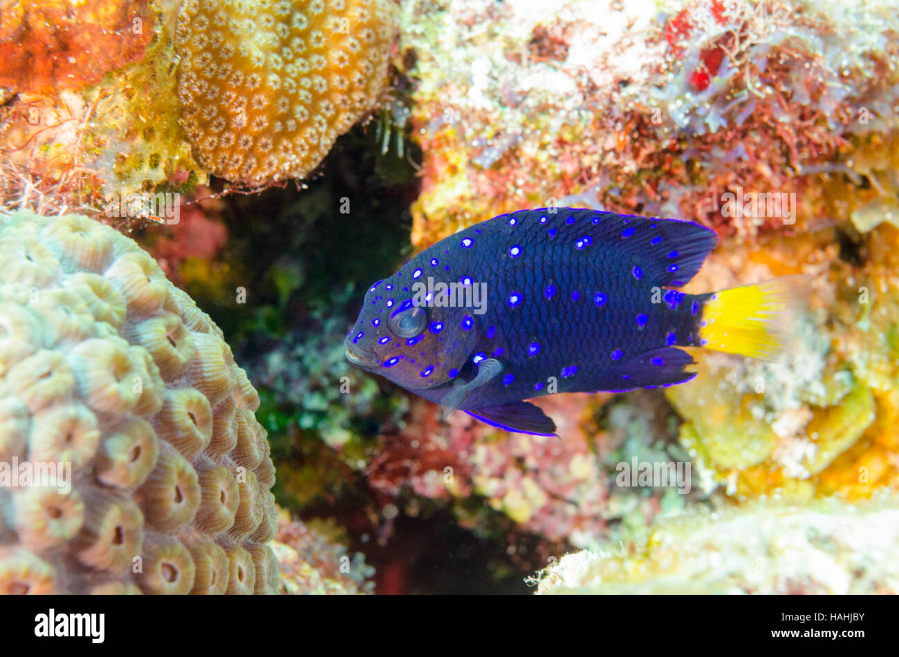 Single Yellowtail Damselfish in front of coral reef Stock Photo - Alamy
