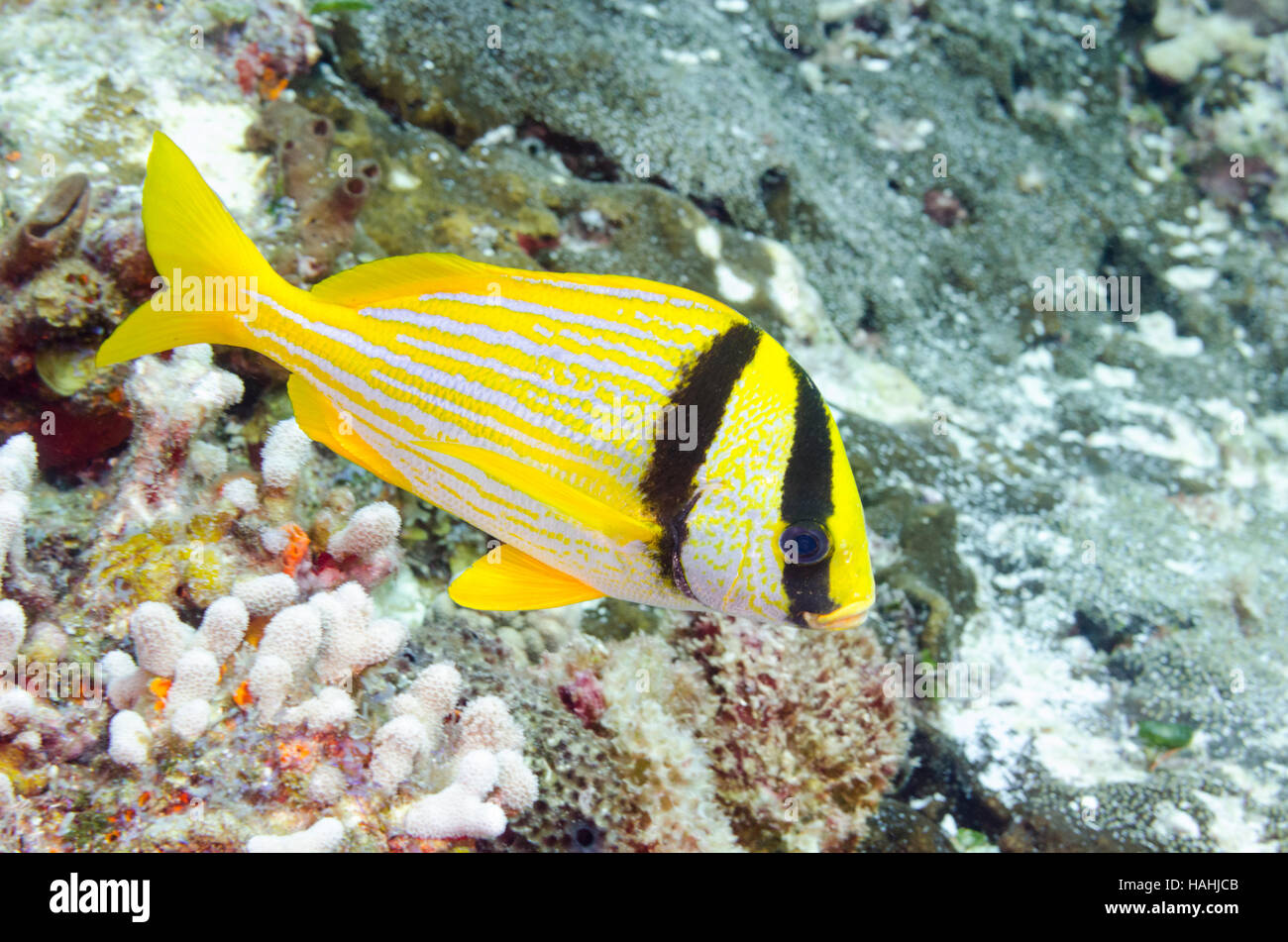 Underwater porkfish hi-res stock photography and images - Alamy