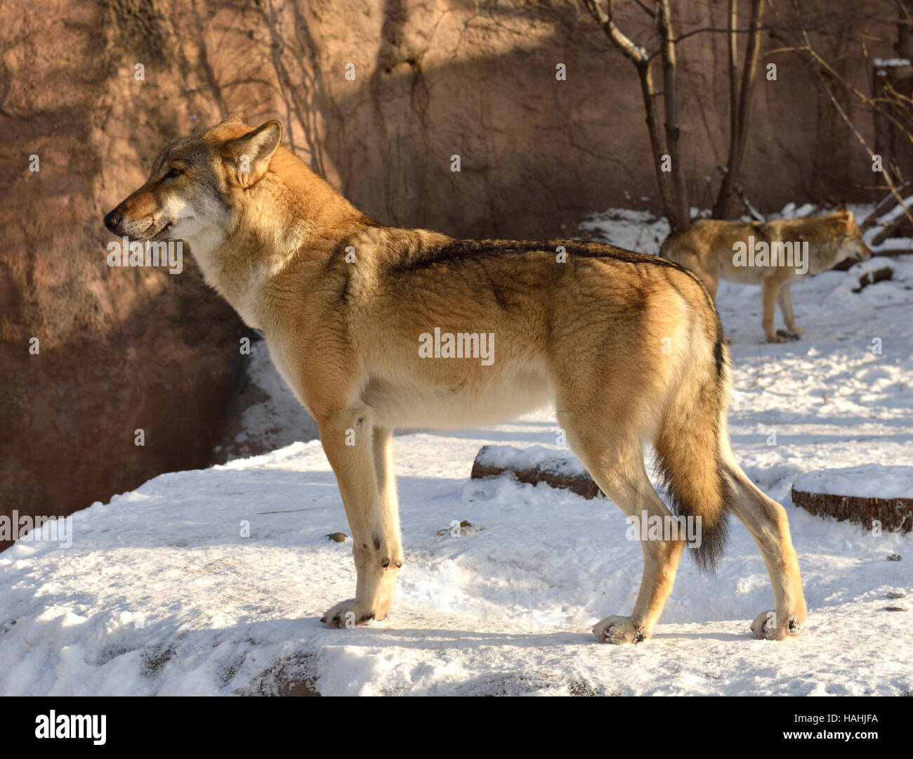 Wolf in winter Stock Photo - Alamy