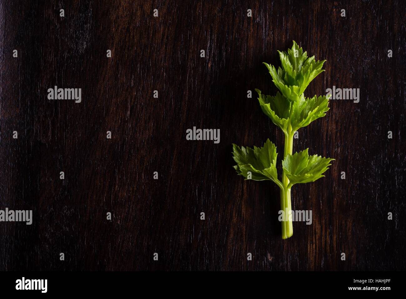 Horizontal photo with top view on fresh single sprig of green herb cut ...