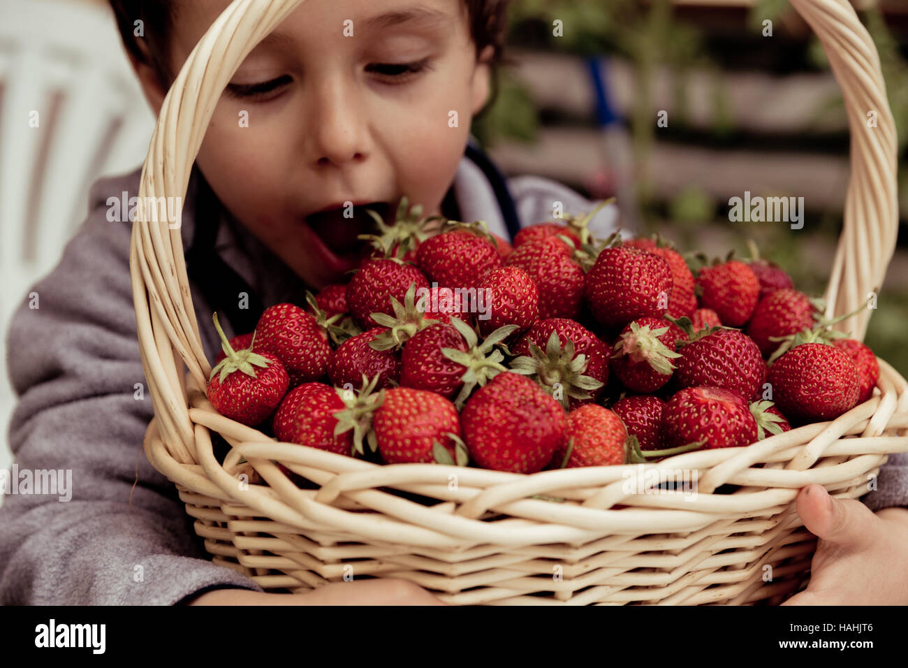 Cute boy child eating healthy organic food, fresh berries. Fresh picked ...