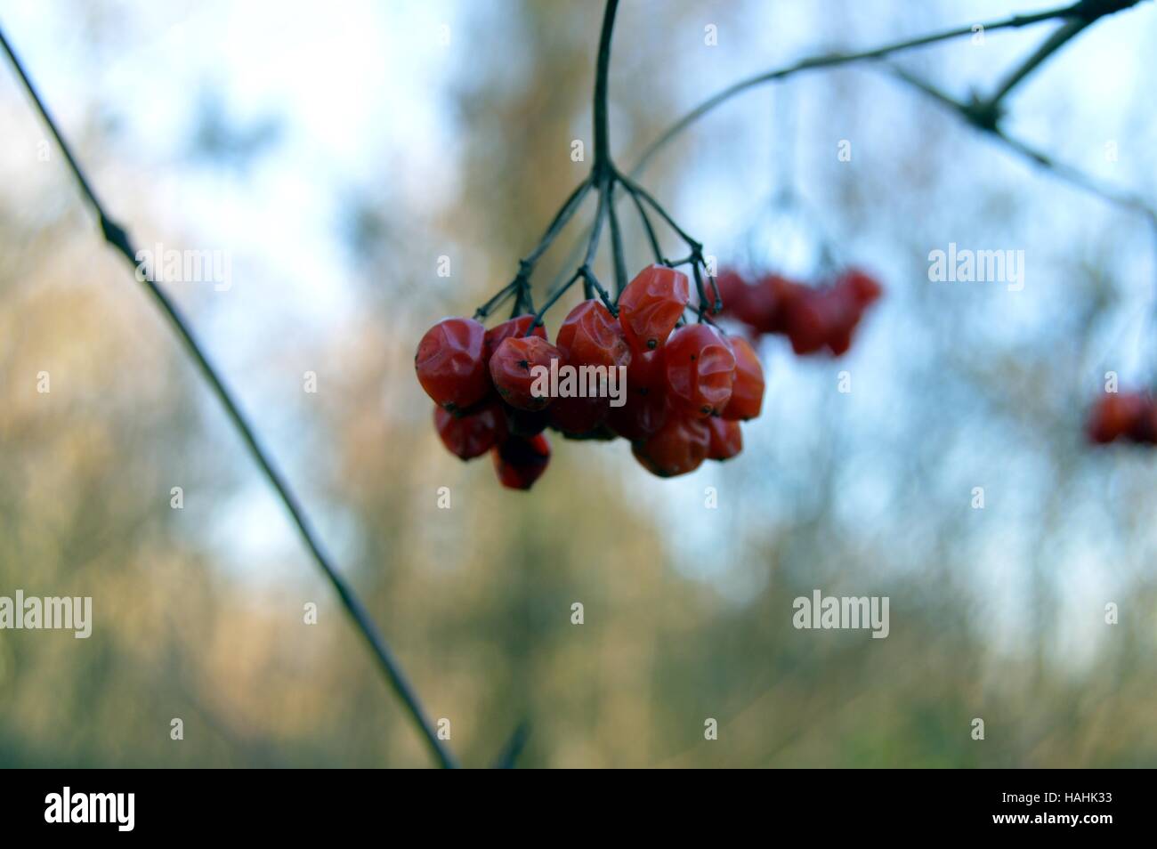 Bunch of small red berries on a blurred background Stock Photo - Alamy