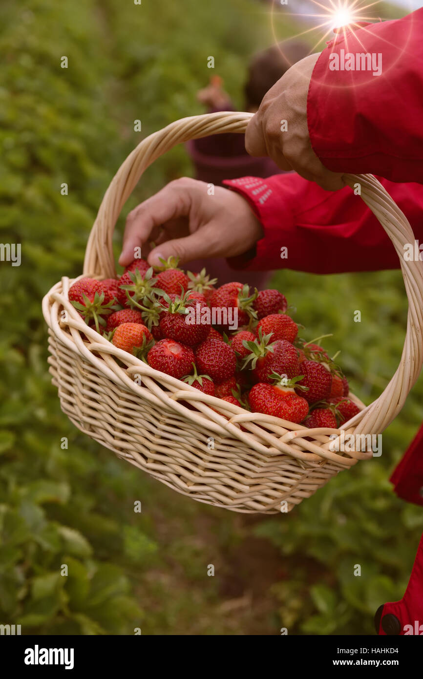 Photo of man's hands holding a big basket full of ripe strawberries ...
