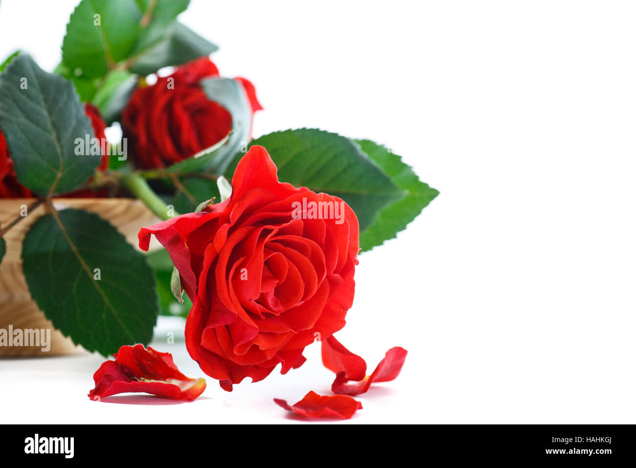 beautiful red rose Stock Photo - Alamy