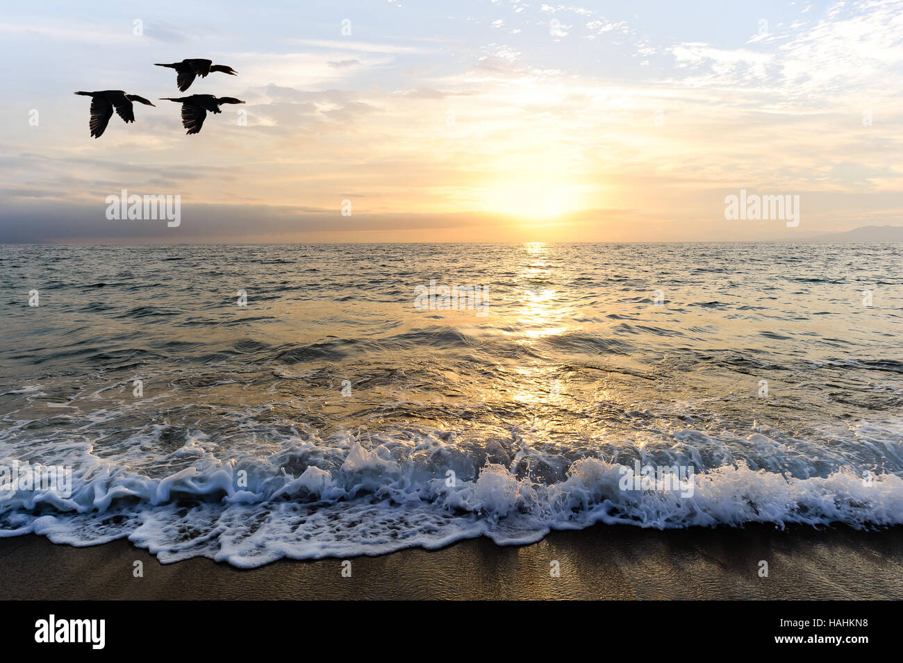 Ocean sunset birds is three birds flying together as a wave is rolling ...