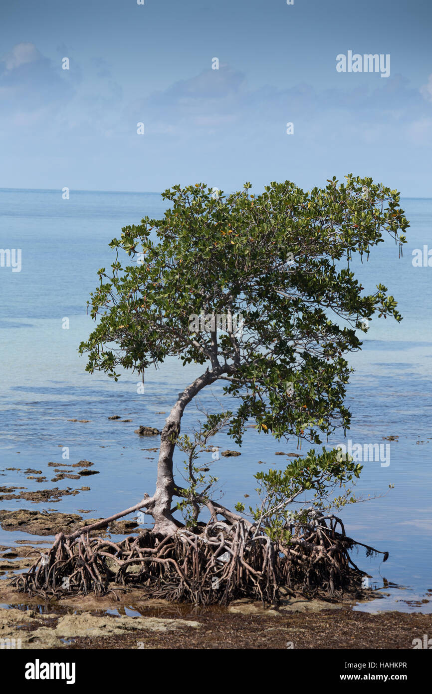 Mangrove Red Mangrove Everglades High Resolution Stock Photography and ...