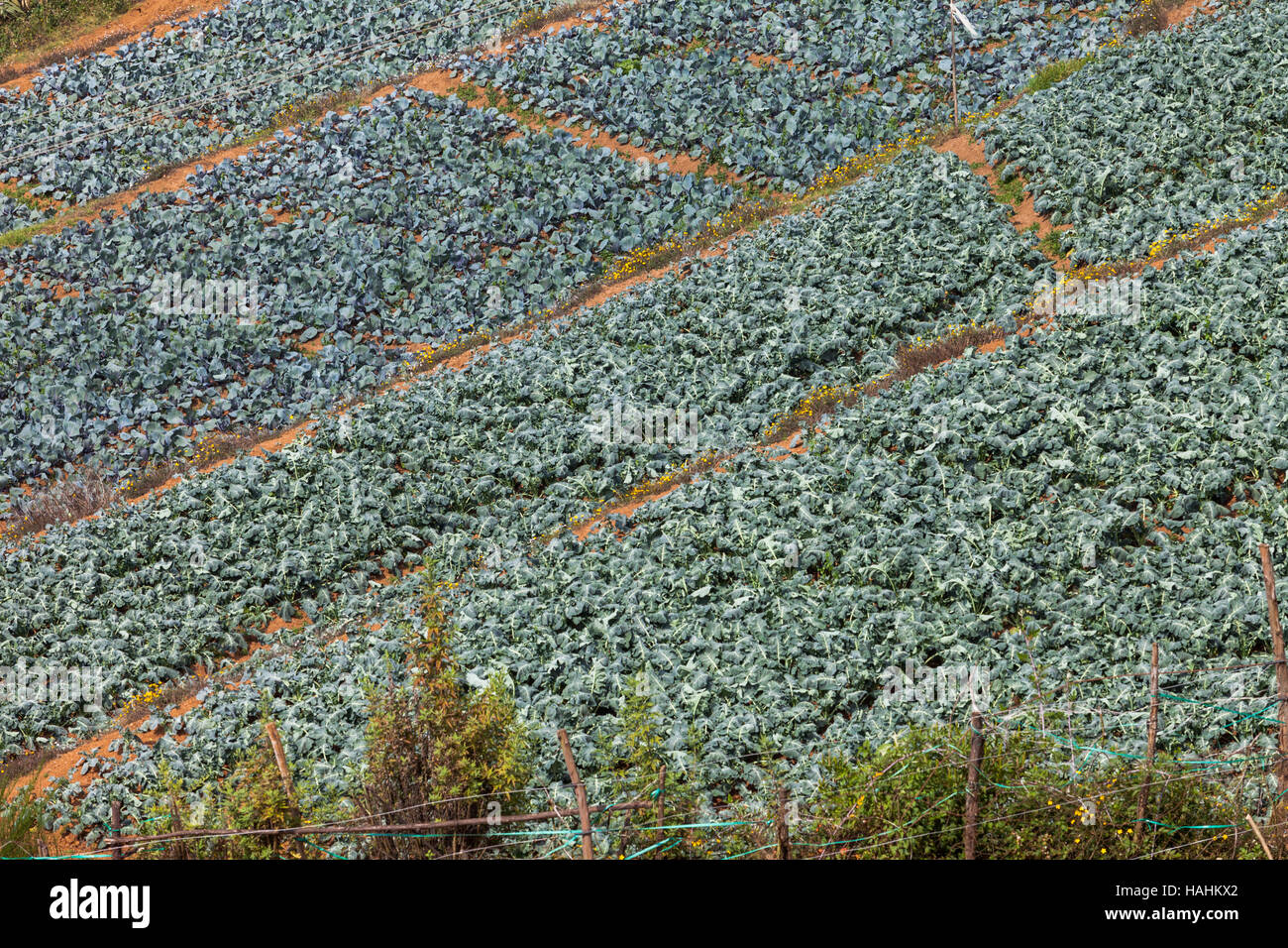 Cabbages growing in a field. Ooty, Tamil Nadu, India Stock Photo - Alamy
