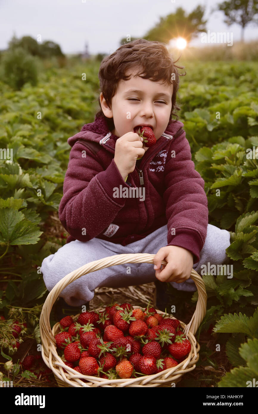 Little boy having fun on strawberry farm. Cute boy child eating healthy ...