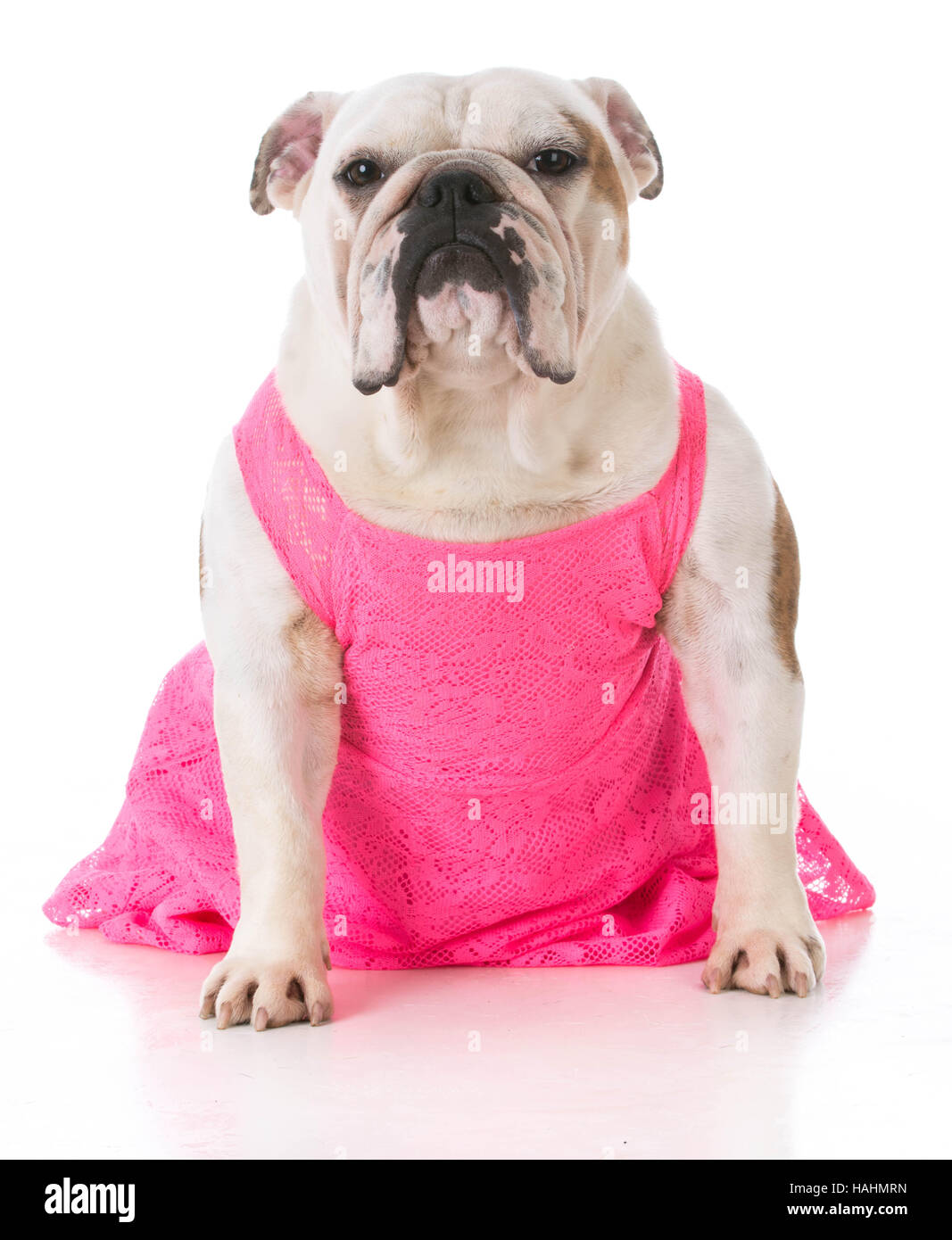 female bulldog wearing pink dress sitting on white background Stock ...