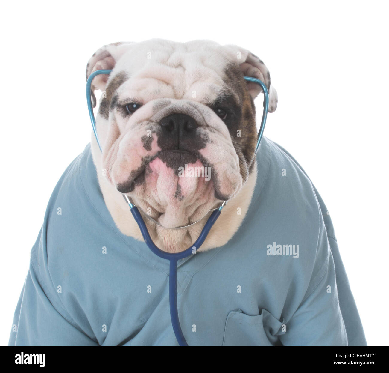 bulldog dressed like a veterinarian on white background Stock Photo - Alamy