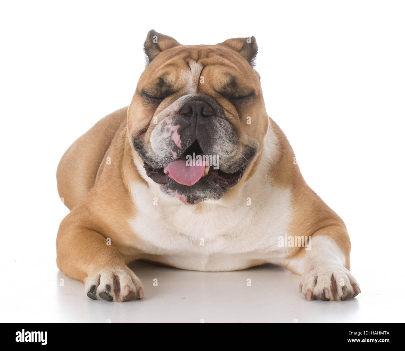 english bulldog laying down on white background Stock Photo - Alamy