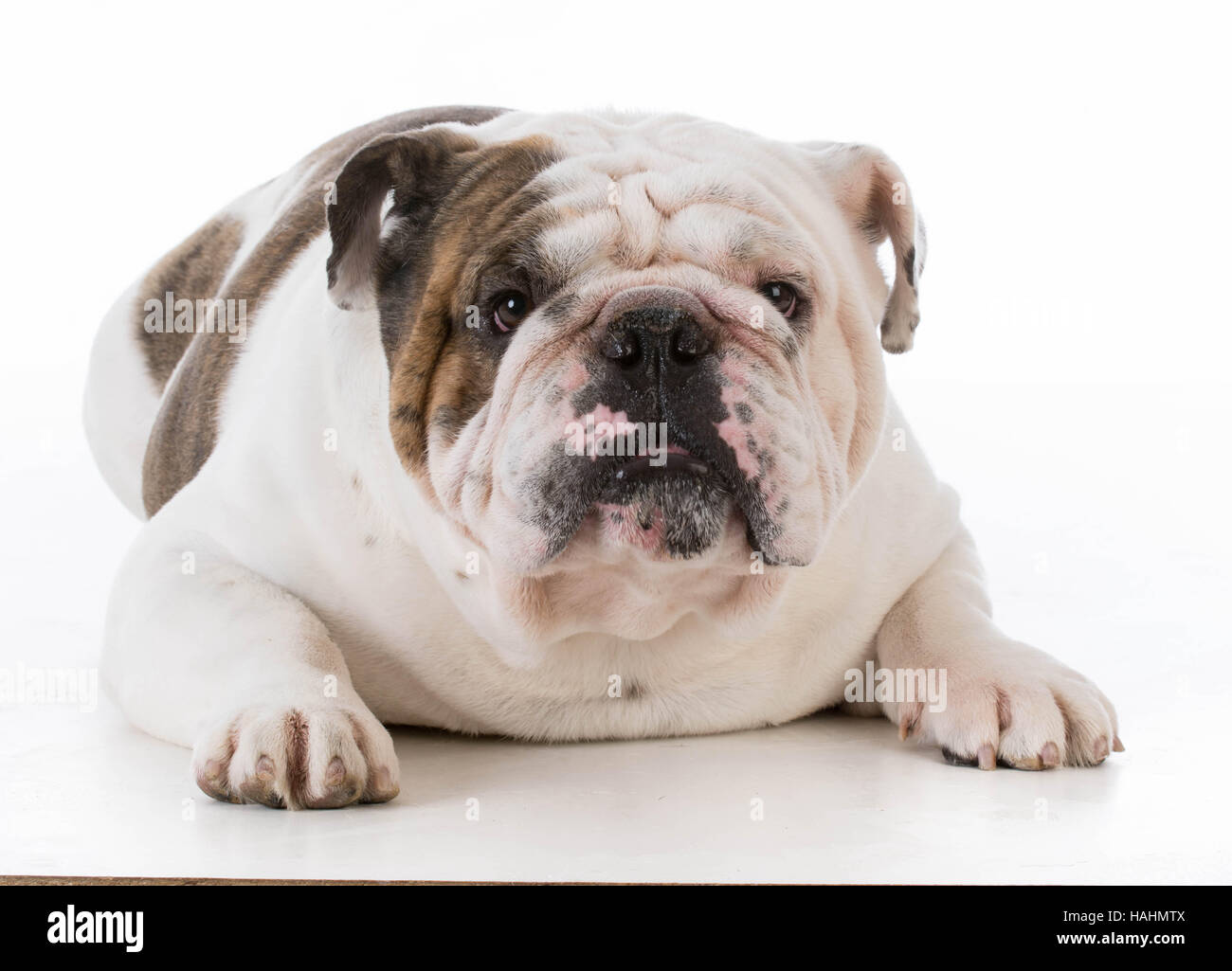 bulldog looking at viewer on white background Stock Photo - Alamy
