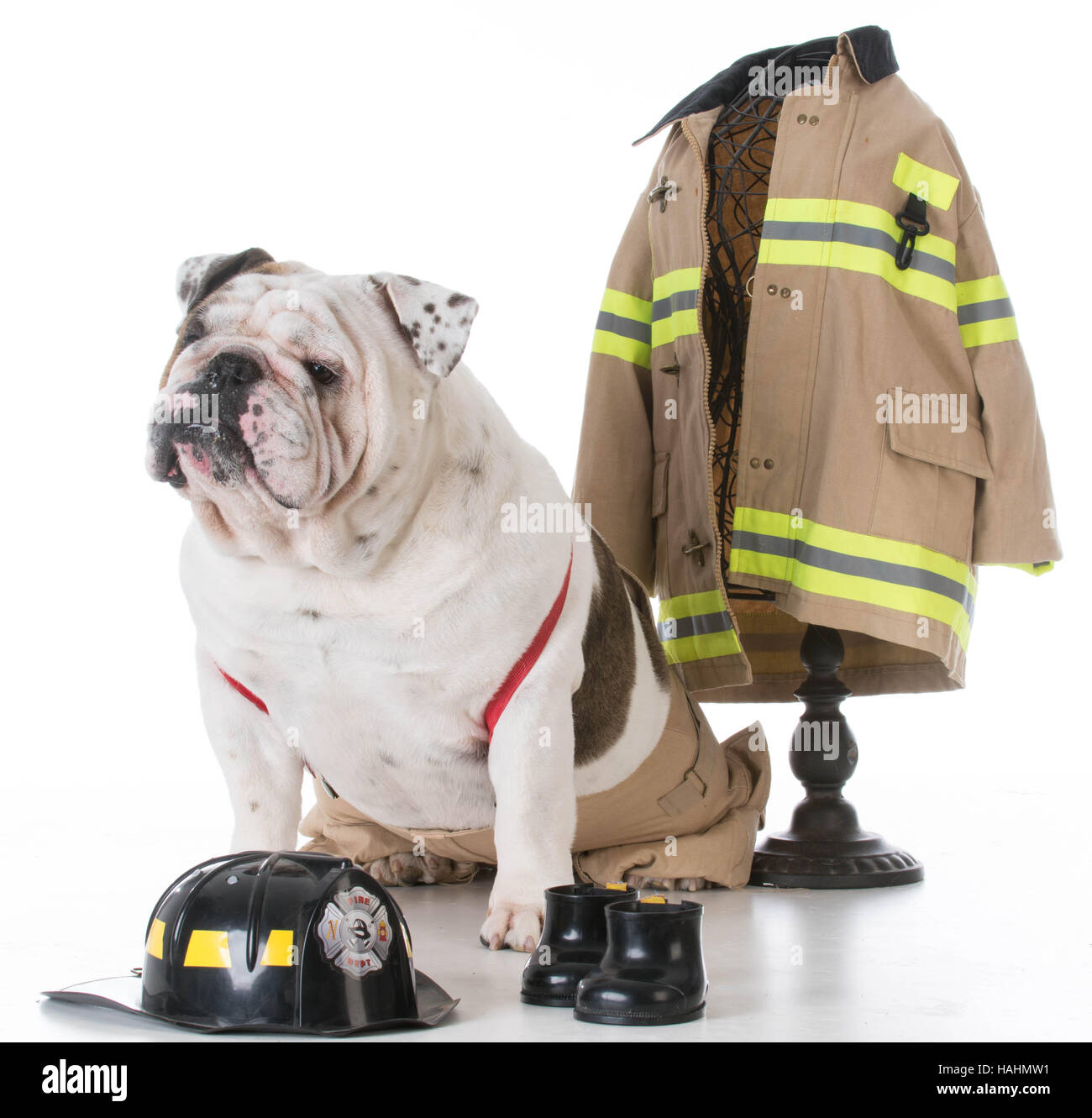 bulldog dressed like a firefighter on white background Stock Photo - Alamy