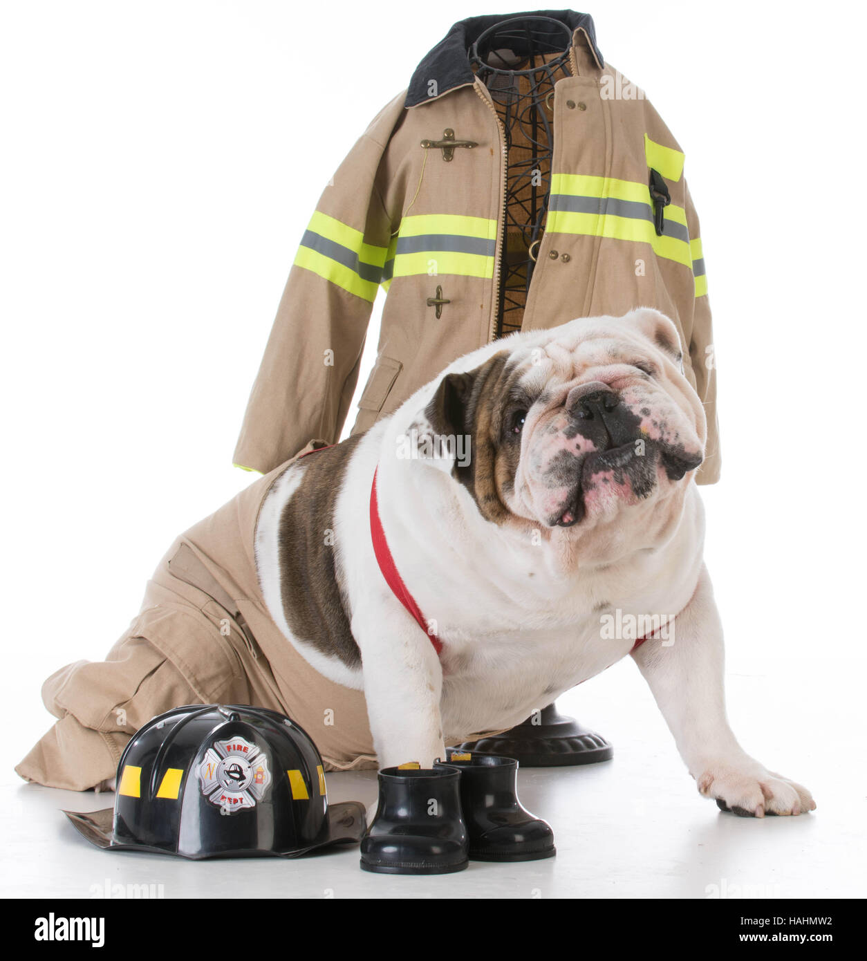bulldog dressed like a firefighter on white background Stock Photo - Alamy