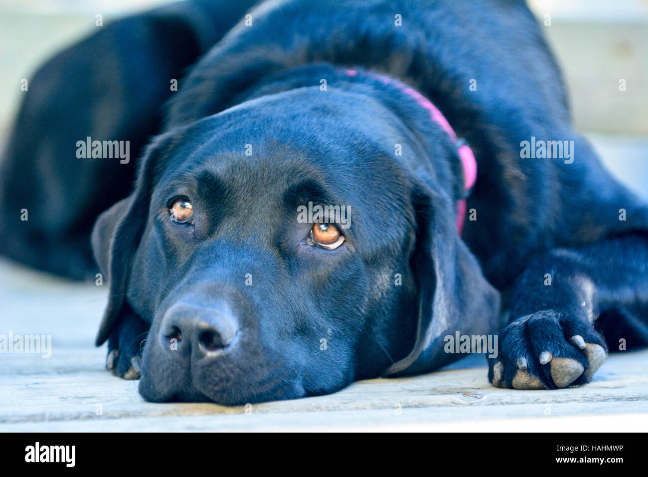 soulful looking labrador retriever laying down Stock Photo - Alamy