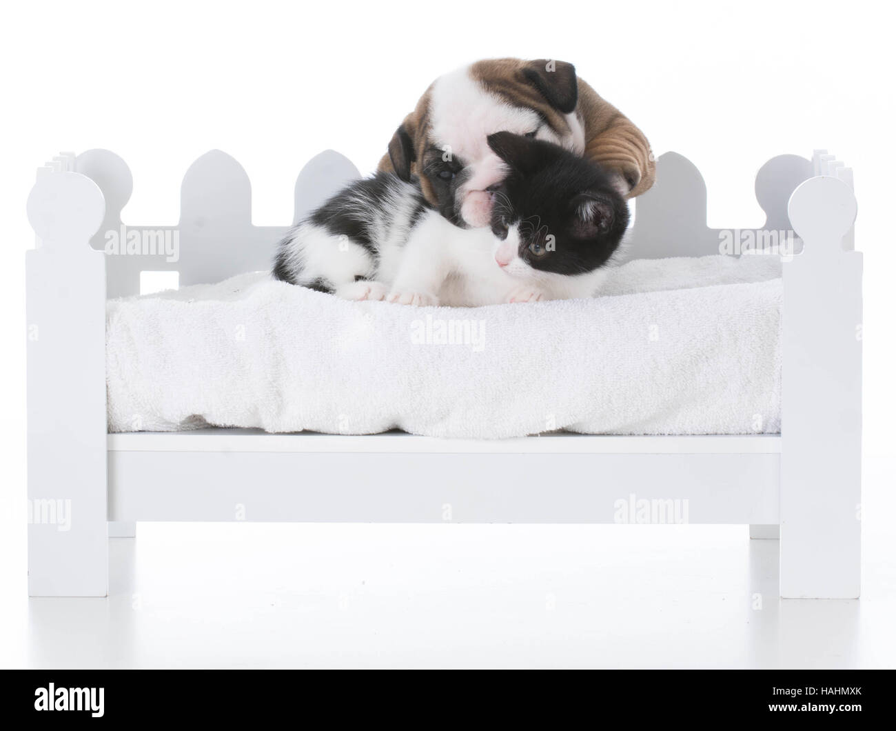 bulldog puppy and kitten hugging Stock Photo - Alamy