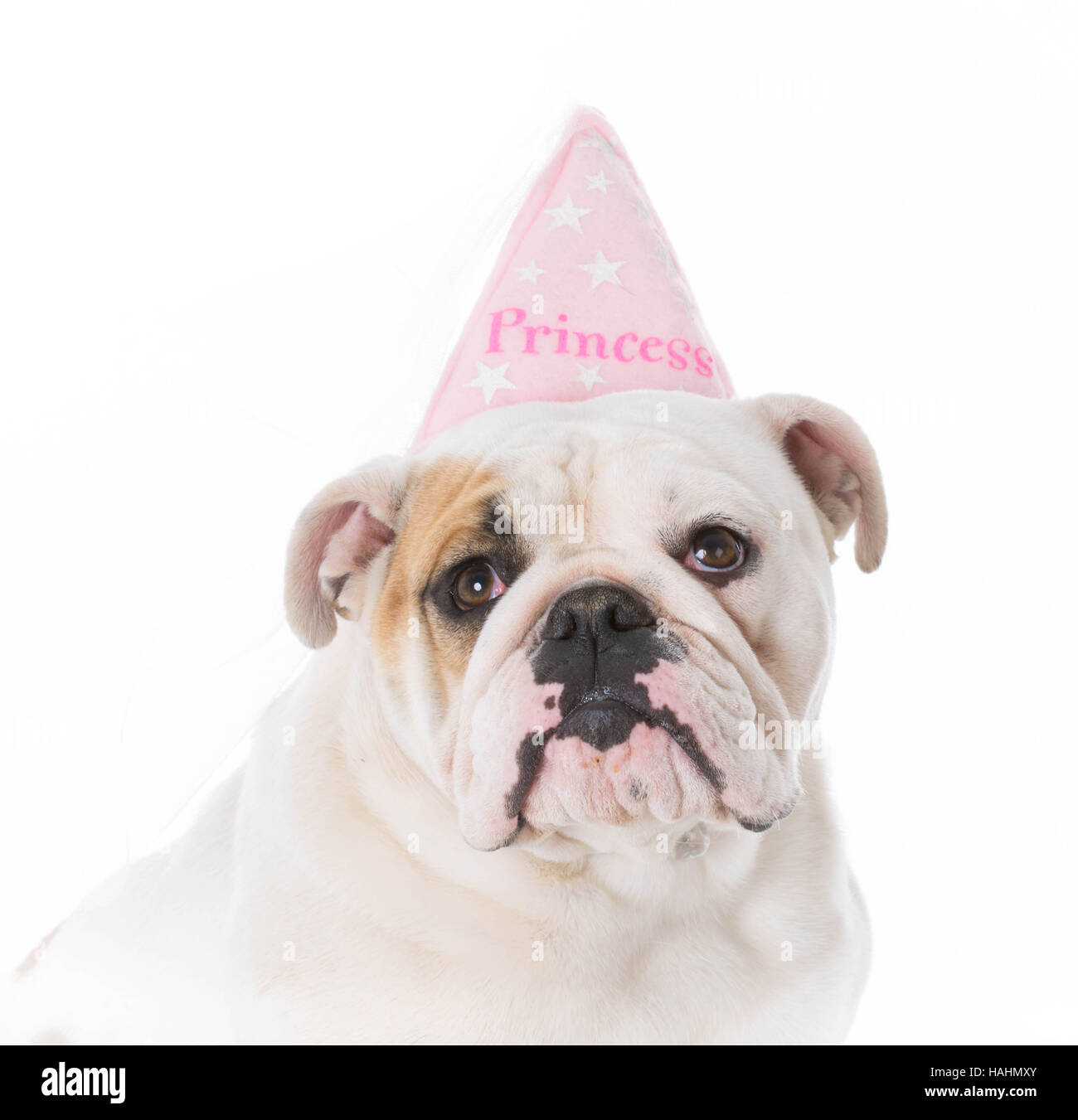 spoiled english bulldog wearing princess hat on white background Stock ...