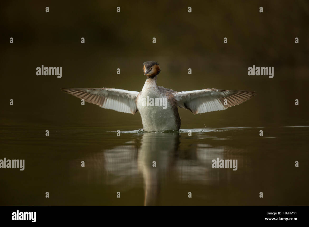 Male bird flapping wings after preening Stock Photo - Alamy