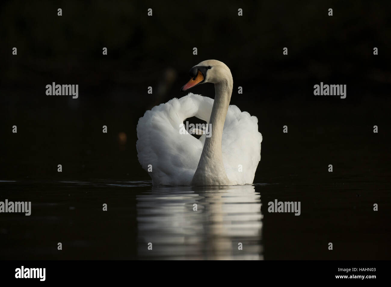 Elegant bird posture hi-res stock photography and images - Alamy